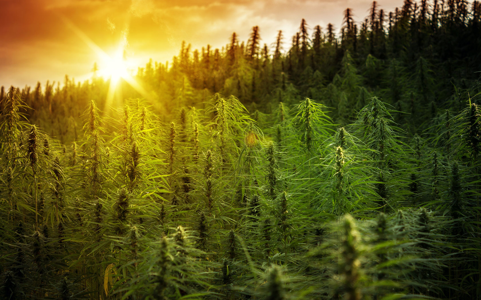 Marijuana Offences Under The Cannabis Act | Vancouver Criminal Defence ...